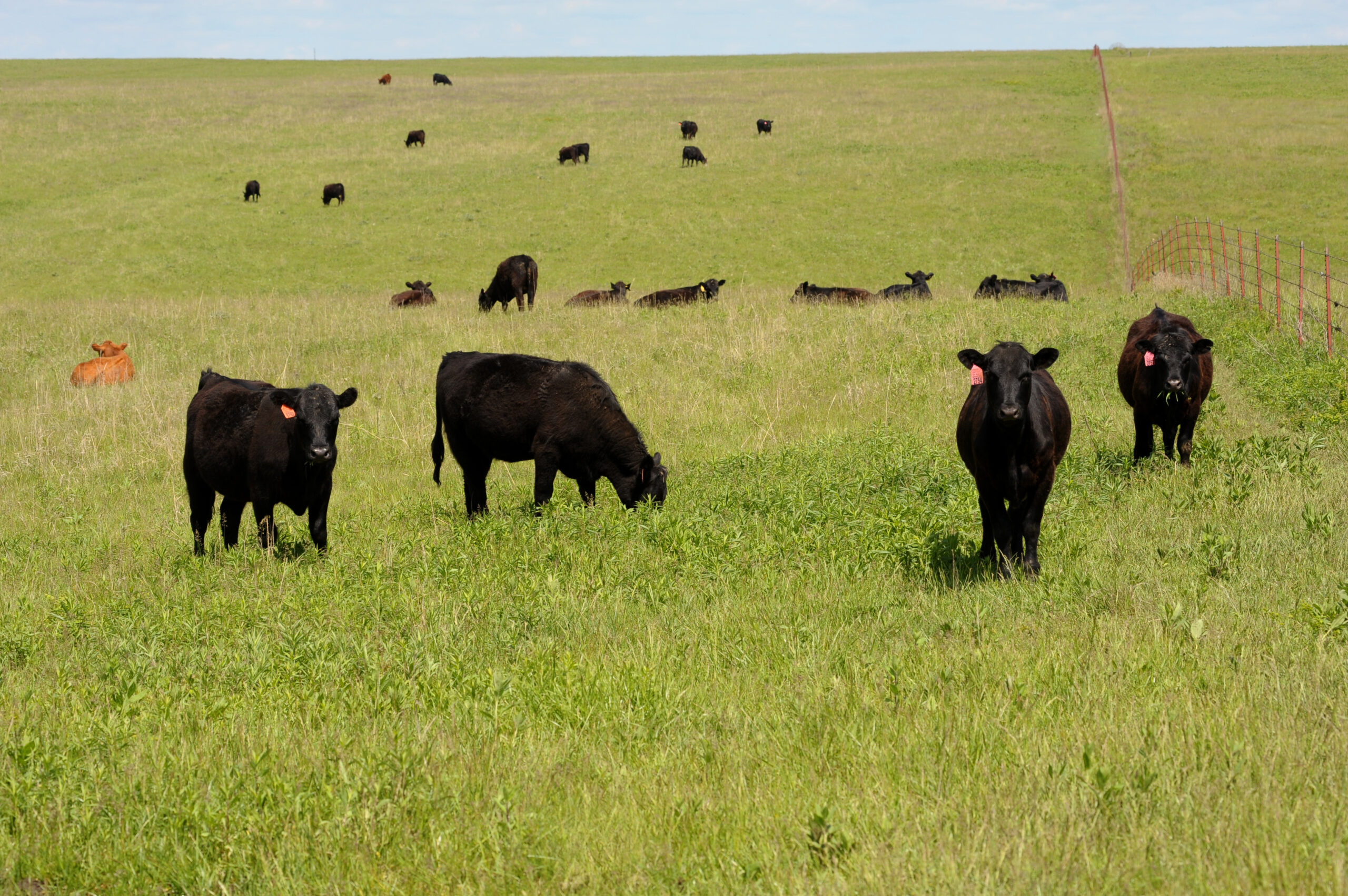 Saenz Ranch - Product menu - weekly update